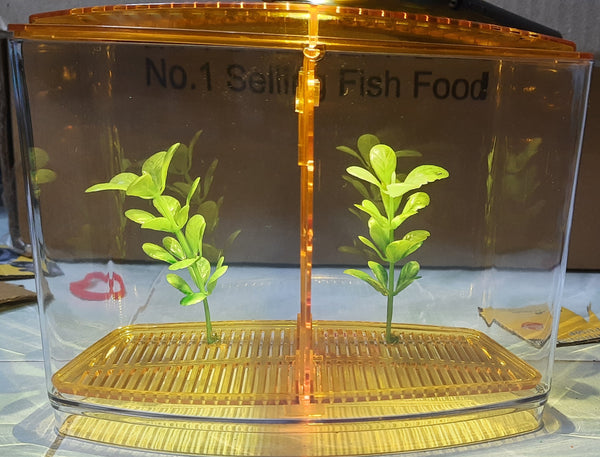 Betta House Double (Twin Tank) - Stylish Premium Betta Tank from Taiyo ...